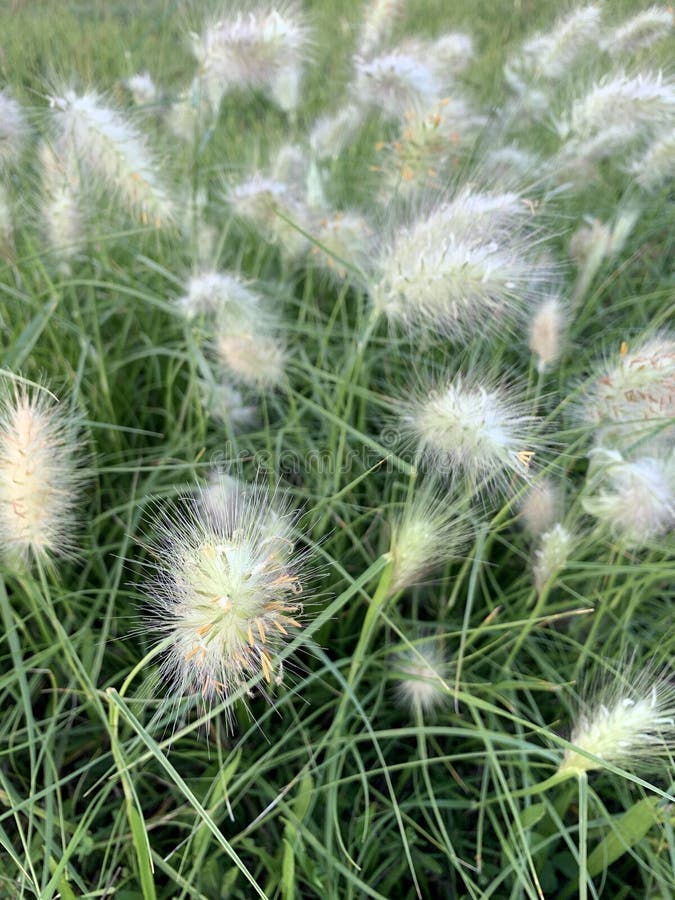 Beautiful Delicate Fluffy Grass Seeds Stock Photo - Image of field ...