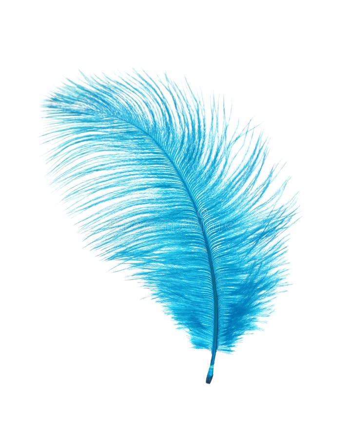 Beautiful Delicate Light Blue Feather Isolated on White Stock Photo ...