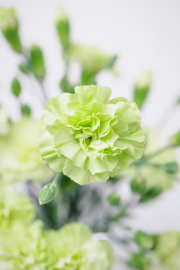 Beautiful Delicate Light Green Carnations on a White Background, Copy ...