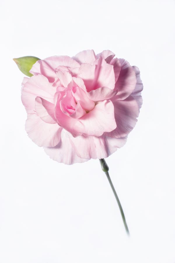 A Beautiful Delicate Light Pink Carnation Flower in High Key Stock ...