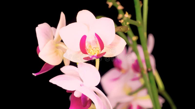 Beautiful delicate orchids stock image. Image of plant - 222298407