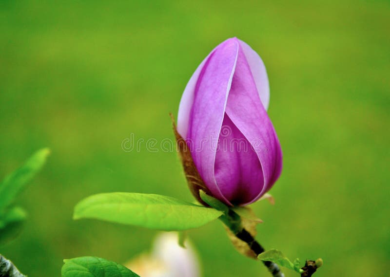 Japanese Magnolia stock photo. Image of saucermagnolia - 38442706