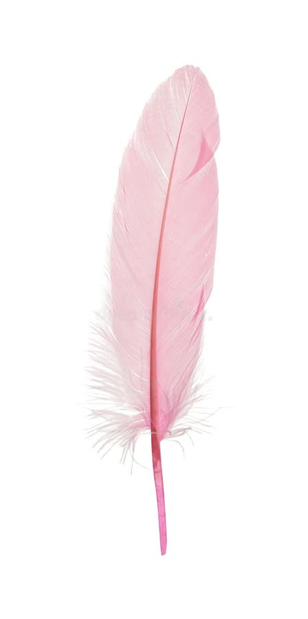 Beautiful Delicate Pink Feather Isolated on White Stock Image - Image ...