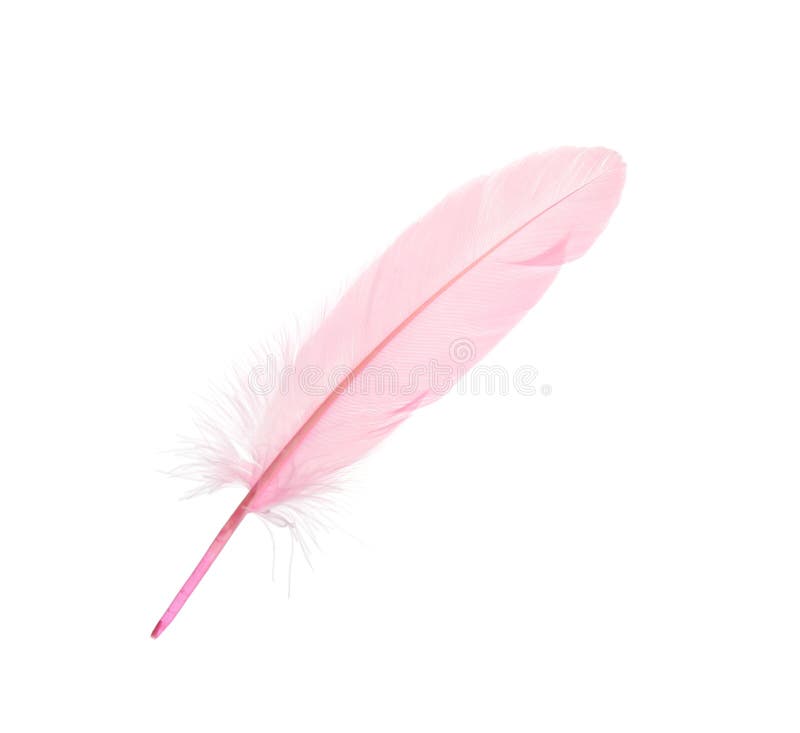 Beautiful Delicate Pink Feather Isolated on White Stock Image - Image ...