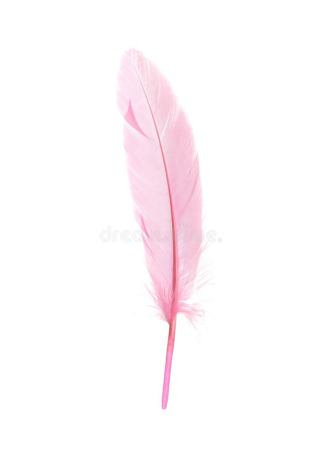 Beautiful Delicate Pink Feather Isolated on White Stock Image - Image ...