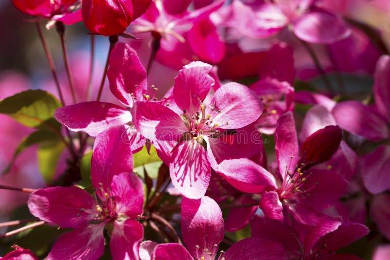 Beautiful and Delicate Pink Spring Flowers in a Blooming Tree Stock ...