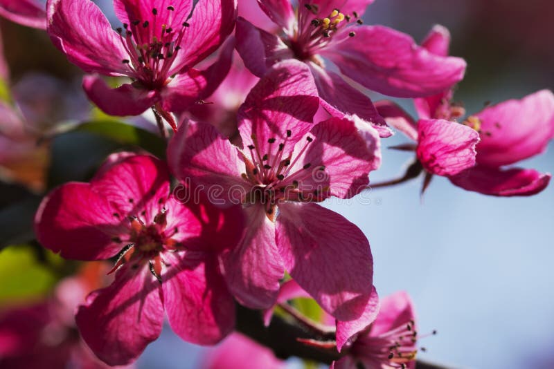 Beautiful and Delicate Pink Spring Flowers in a Blooming Tree Stock ...