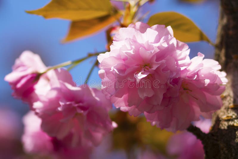 Beautiful and Delicate Pink Spring Flowers Stock Photo - Image of ...