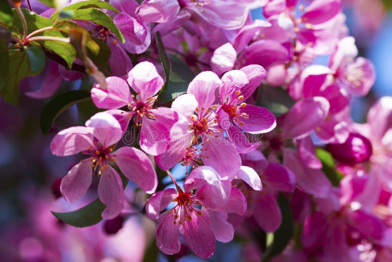Beautiful and Delicate Pink Spring Flowers in the Sunlight Stock Photo ...
