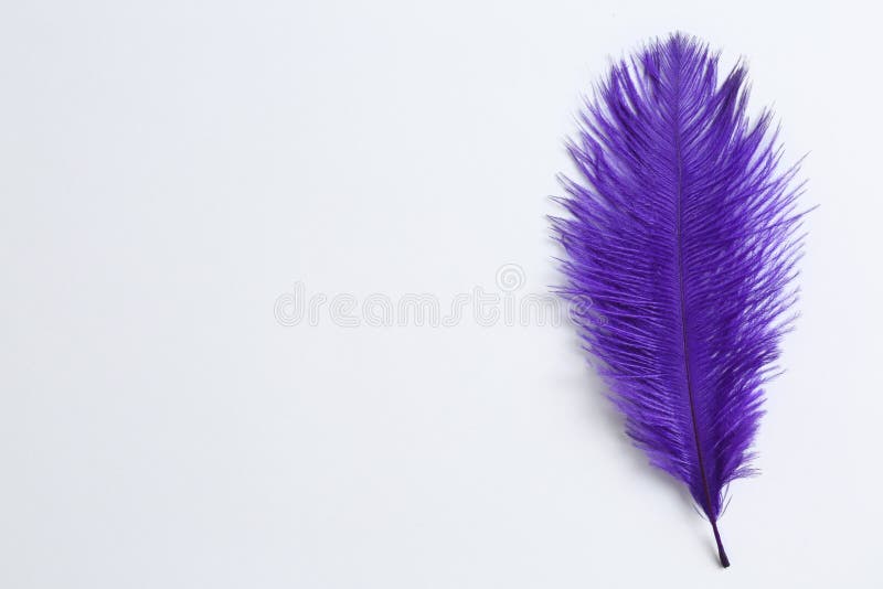 Beautiful Delicate Purple Feather on White Background. Space for Text ...