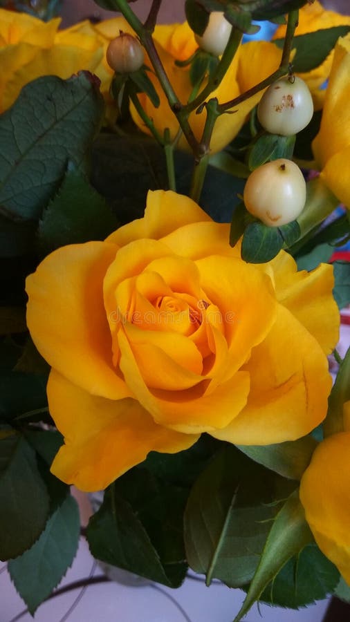 Delicate rose in a bouquet stock image. Image of rose - 182471507