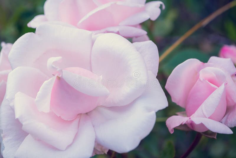 Beautiful Delicate Rose Flower. a Rose Grows in the Garden Stock Photo ...