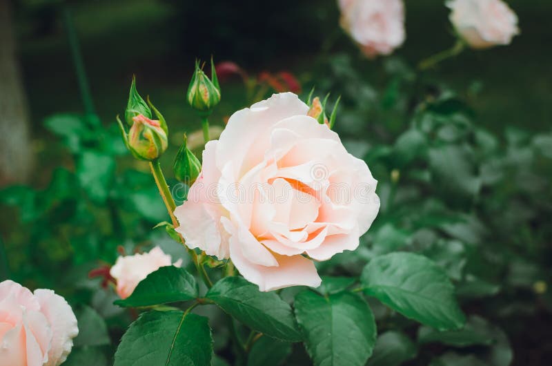 Beautiful Delicate Roses Bloom in the Summer Garden Stock Photo - Image ...