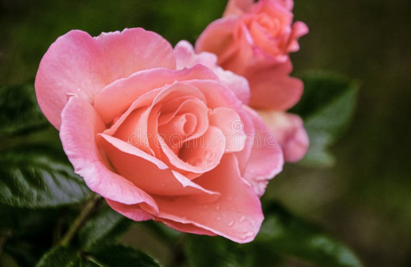 Beautiful Delicate Spring Flower. Flowers Pink Roses Stock Image ...