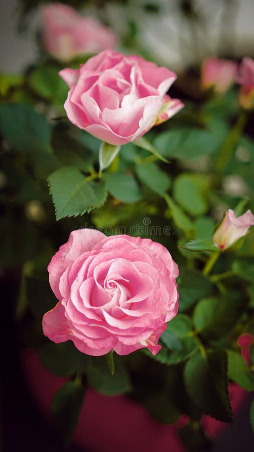Beautiful Delicate Spring Flower. Flowers Pink Roses Stock Image ...