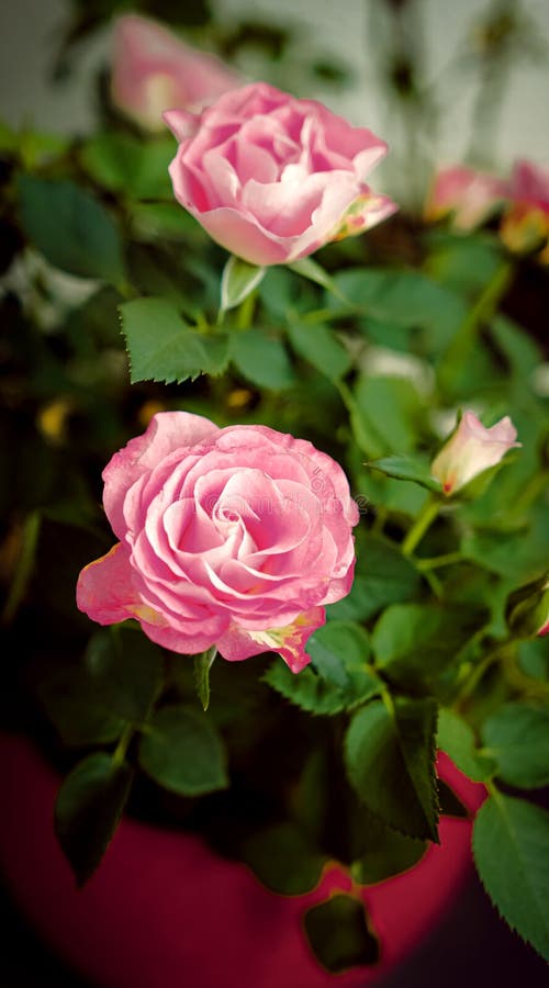 Beautiful Delicate Spring Flower. Flowers Pink Roses Stock Image ...