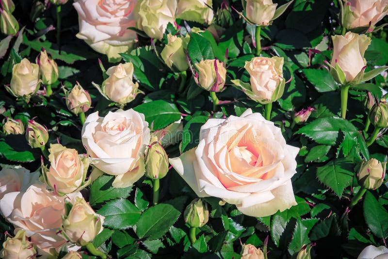 Beautiful Delicate Spring Flower. Flowers Pink Roses Stock Image ...