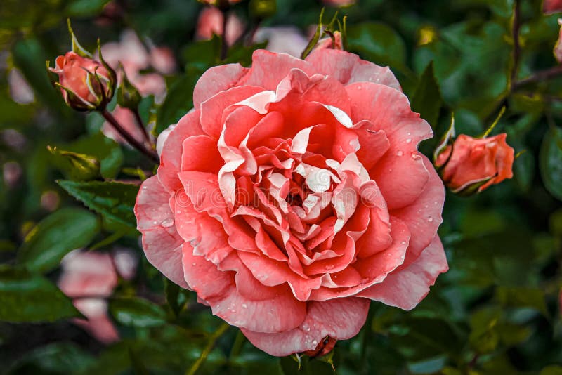 Beautiful Delicate Spring Flower. Flowers Pink Roses Stock Photo ...
