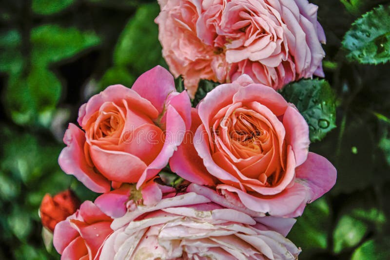 Beautiful Delicate Spring Flower. Flowers Pink Roses Stock Photo ...