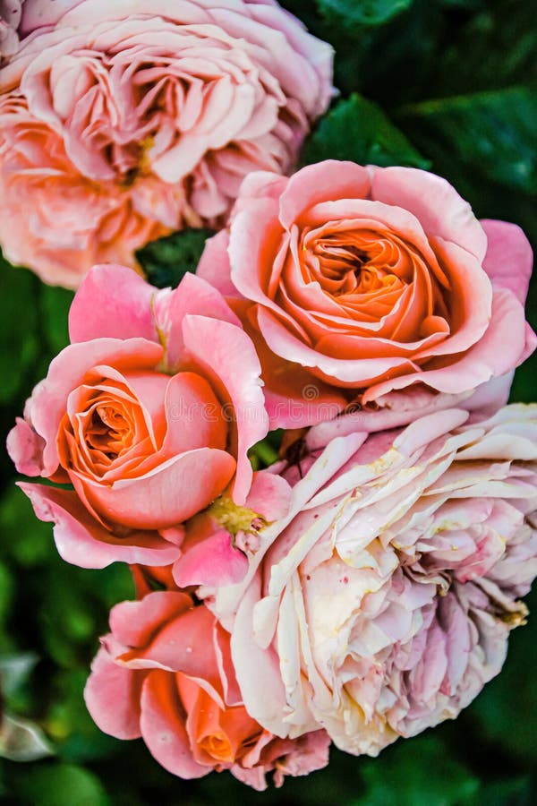 Beautiful Delicate Spring Flower. Flowers Pink Roses Stock Image ...