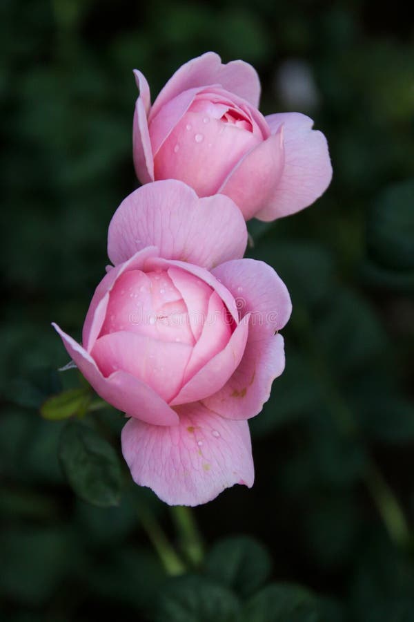 Beautiful Delicate Spring Flower. Flowers Pink Roses Stock Image ...