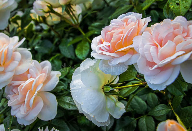Beautiful Delicate Spring Flower. Flowers Pink Roses Stock Photo ...