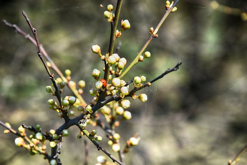 Delicate Spring Twig of a Fruit Tree Showered with Small, Tiny Stock ...