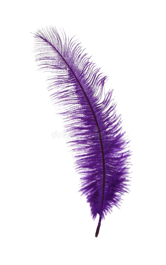 Beautiful Delicate Violet Feather Isolated on White Stock Image - Image ...