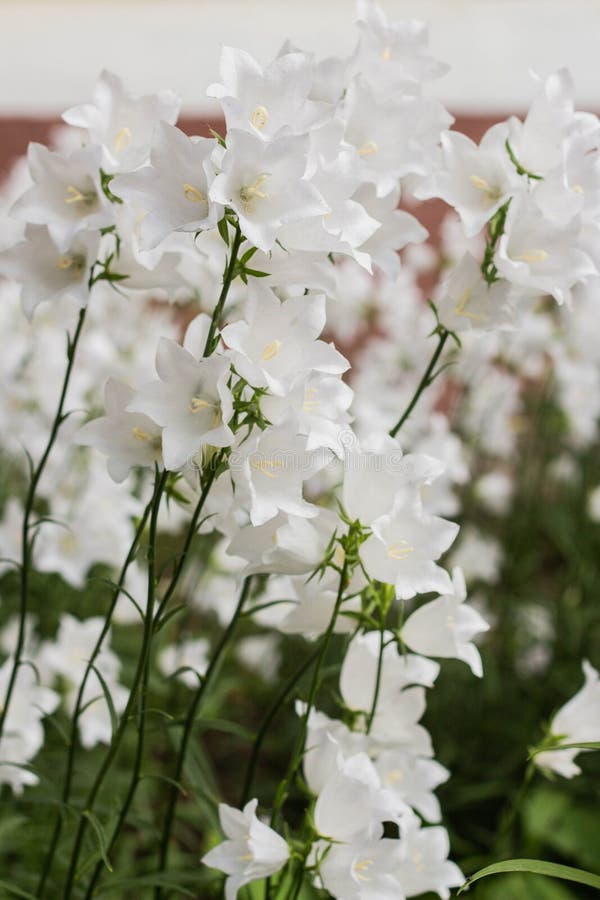 Beautiful Delicate White Bell Flowers Stock Photo - Image of flower ...