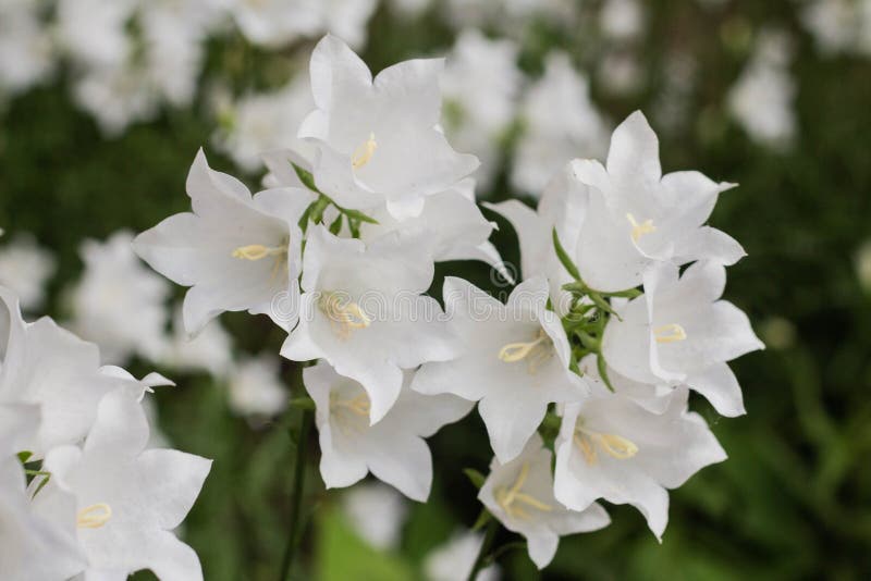 Beautiful Delicate White Bell Flowers Stock Image - Image of gardening ...