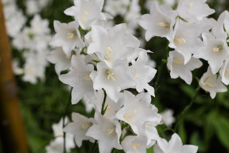 Beautiful Delicate White Bell Flowers Stock Photo - Image of delicate ...