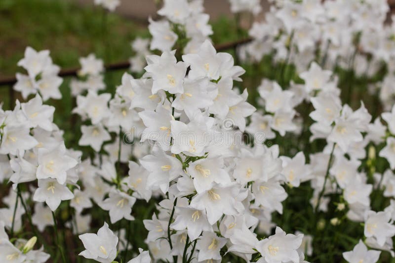 Beautiful Delicate White Bell Flowers Stock Image - Image of beautiful ...