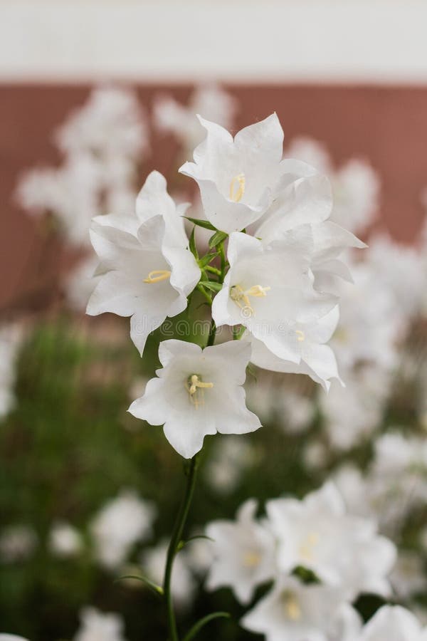 Beautiful Delicate White Bell Flowers Stock Image - Image of carpathian ...