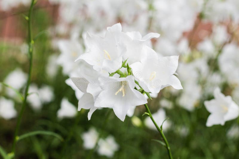 Beautiful Delicate White Bell Flowers Stock Image - Image of nature ...