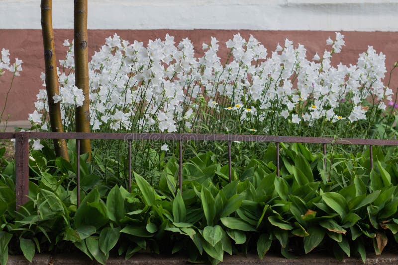 Beautiful Delicate White Bell Flowers Stock Photo - Image of bouquet ...