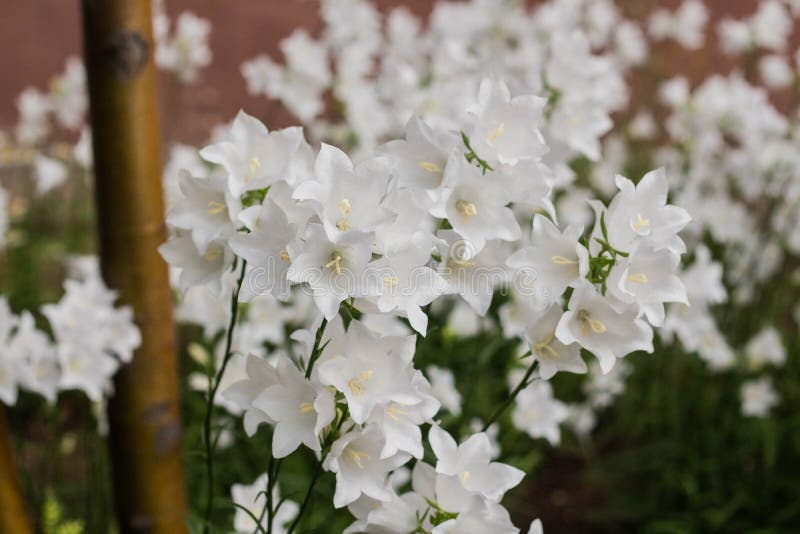Beautiful Delicate White Bell Flowers Stock Photo - Image of nature ...