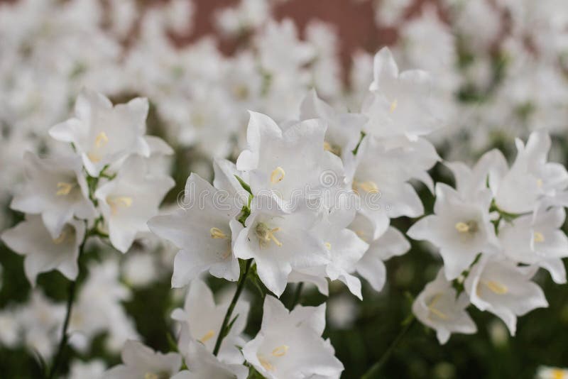 Beautiful Delicate White Bell Flowers Stock Image - Image of background ...