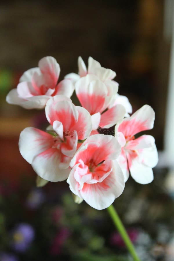 Beautiful Delicate White Fragrant Pink-red Flower Grows Stock Photo ...