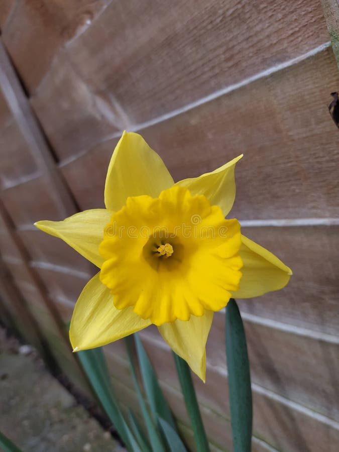 Beautiful, Delicate Yellow Spring Daffodil Stock Photo - Image of ...