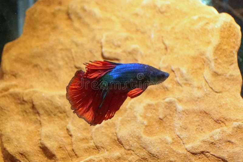 Beautiful Delta Tail Betta Fish Against a Rock Inside an Aquarium Stock ...