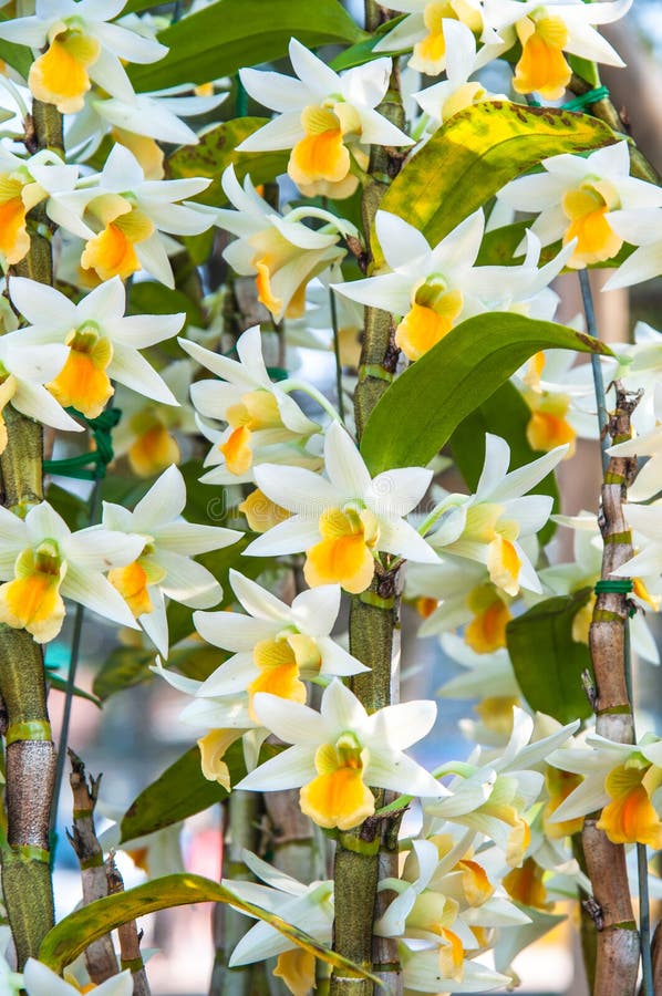 Beautiful Dendrobium Green Lantern Orchids Stock Image - Image of ...