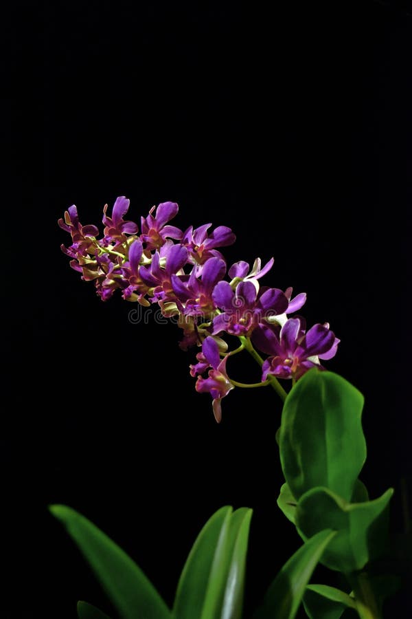 Beautiful Dendrobium Orchid in Bloom at Night Stock Photo - Image of ...