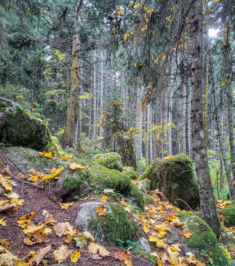 Beautiful Dense Forest View of Parvati Valley with River, Himachal ...