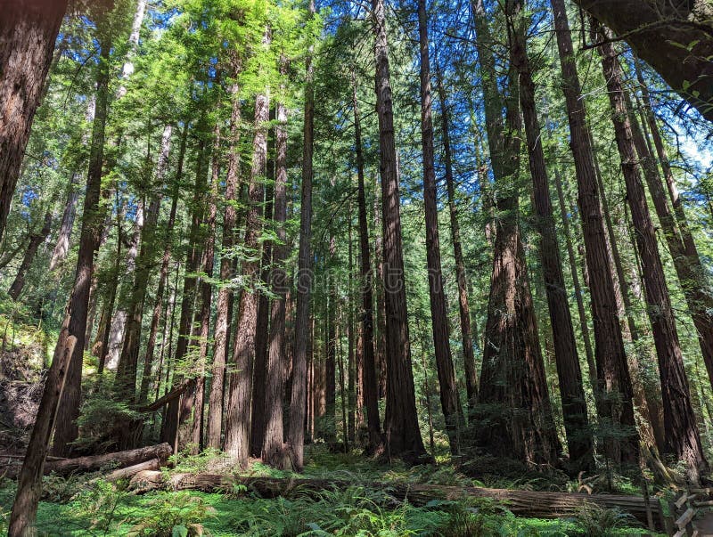 Beautiful Dense Forest with Tall Trees Bathed in Sunlight Stock Image ...