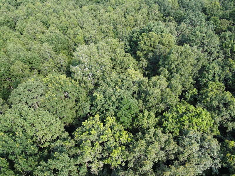 Beautiful Dense Forest, Top View. the Tops of a Variety of Trees Stock ...