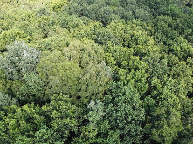 Beautiful Dense Forest, Top View. the Tops of a Variety of Trees Stock ...