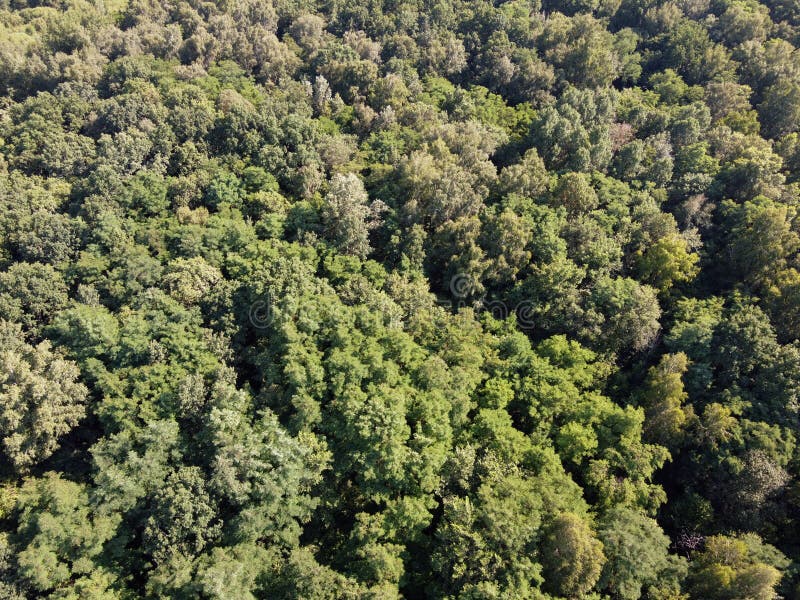 Beautiful Dense Forest, Top View. the Tops of a Variety of Trees Stock ...