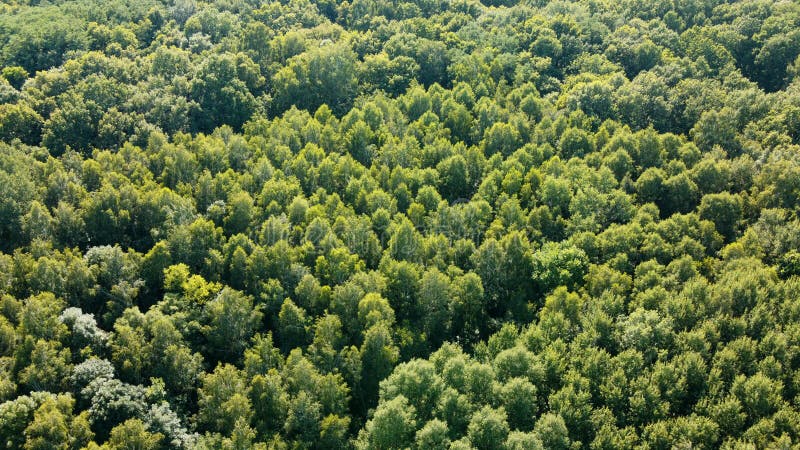 Beautiful Dense Forest, Top View. the Tops of a Variety of Trees Stock ...