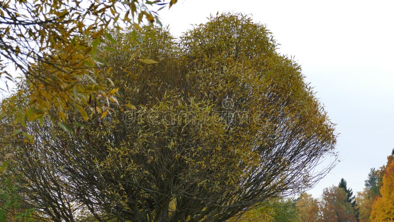 Beautiful Dense Tree Growing in the Park in Autumn Stock Photo - Image ...