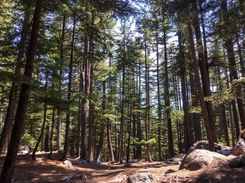 Beautiful Deodar Forest in Ushu Kalam Stock Image - Image of hiking ...
